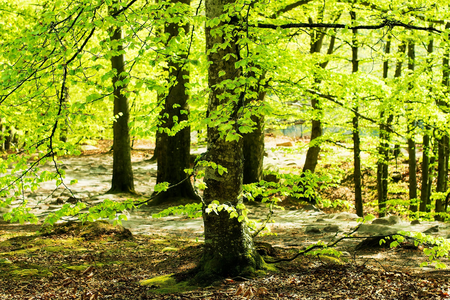 Bachelor Programmes - AUT